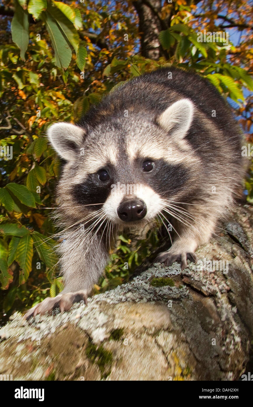 common raccoon (Procyon lotor), six month old male climbing on a tree ...