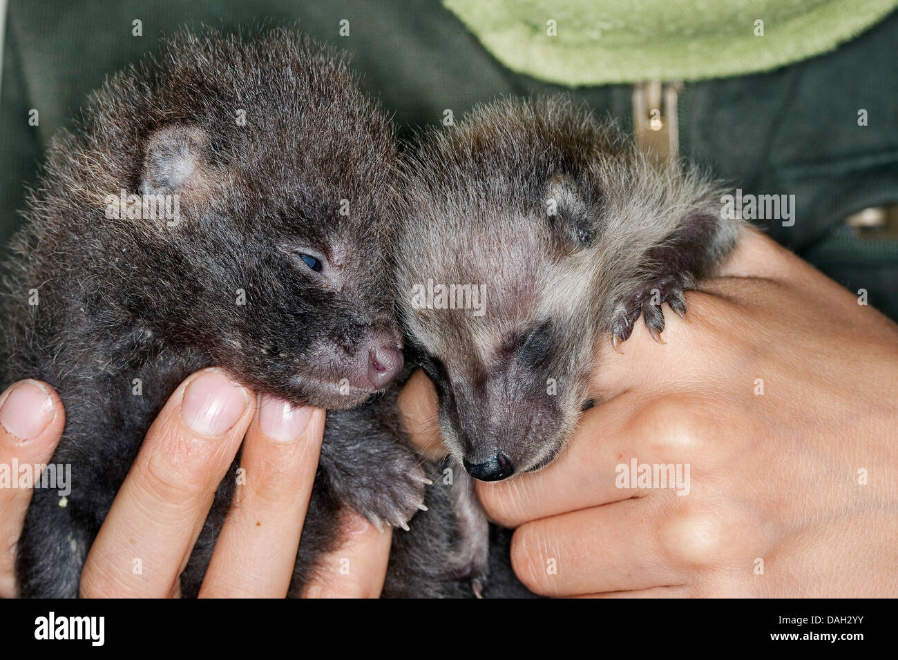 Raccoon procyon lotor individual hi-res stock photography and images ...