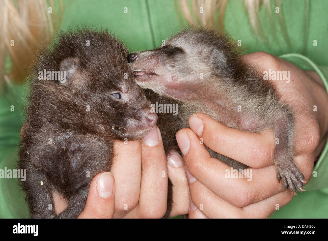 Raccoon procyon lotor individual hi-res stock photography and images ...