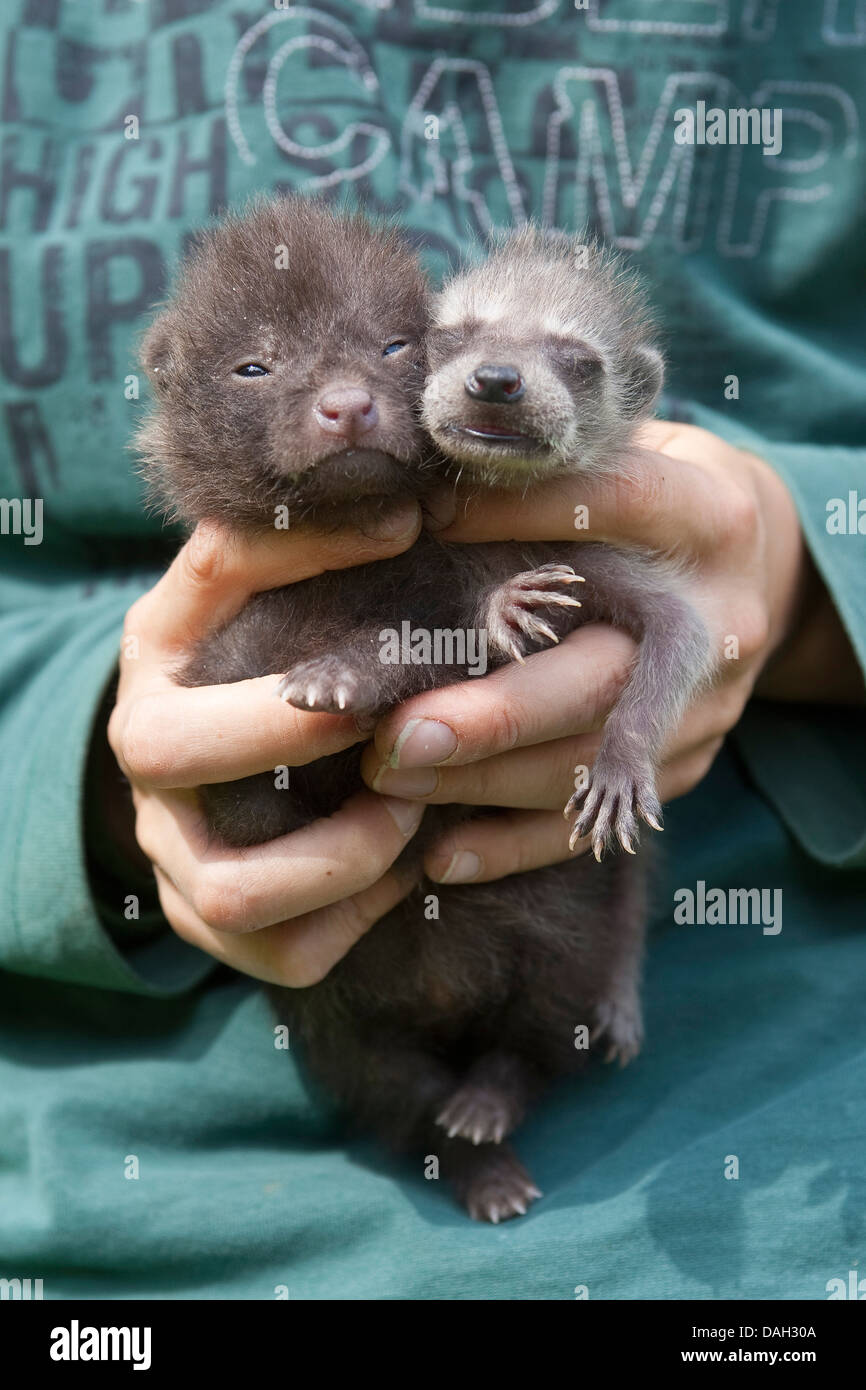 common raccoon (Procyon lotor), orphelin whelp being raised in human ...