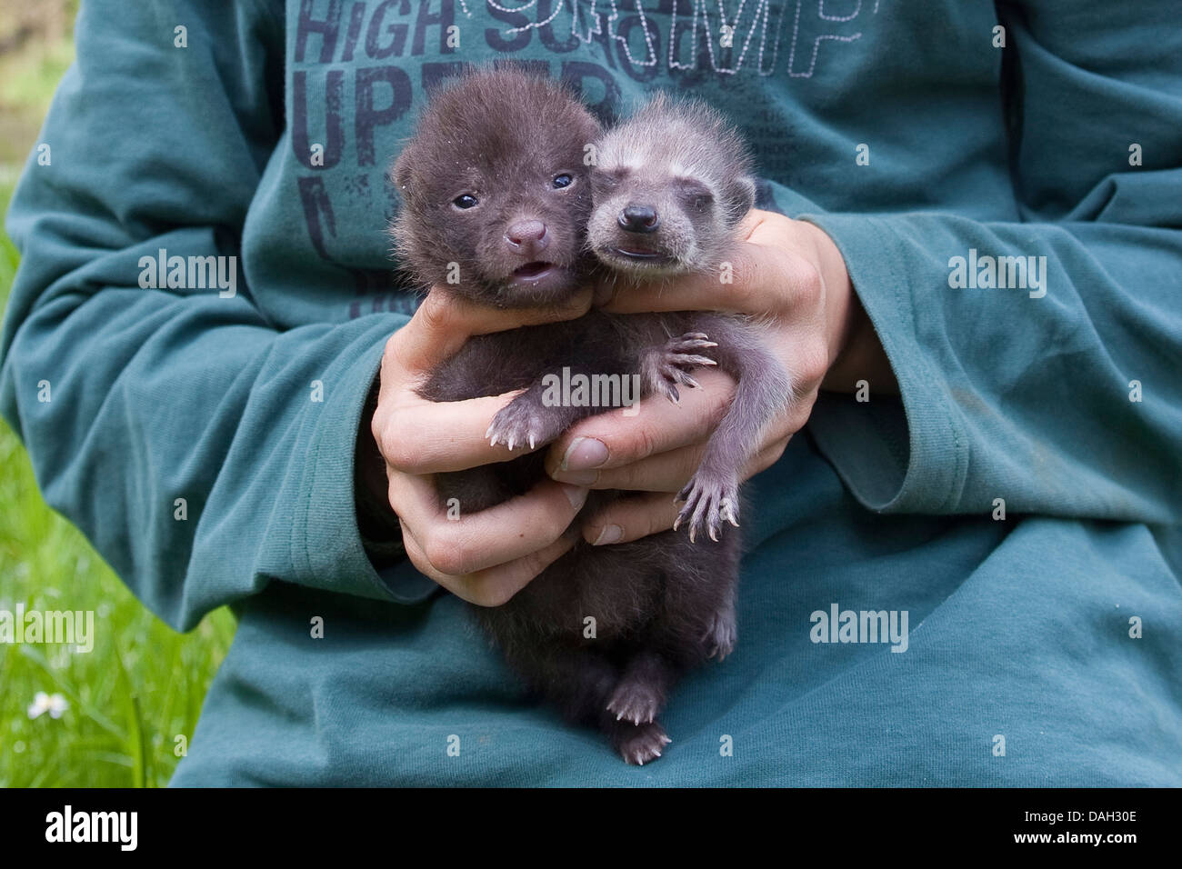 common raccoon (Procyon lotor), orphelin whelp being raised in human ...