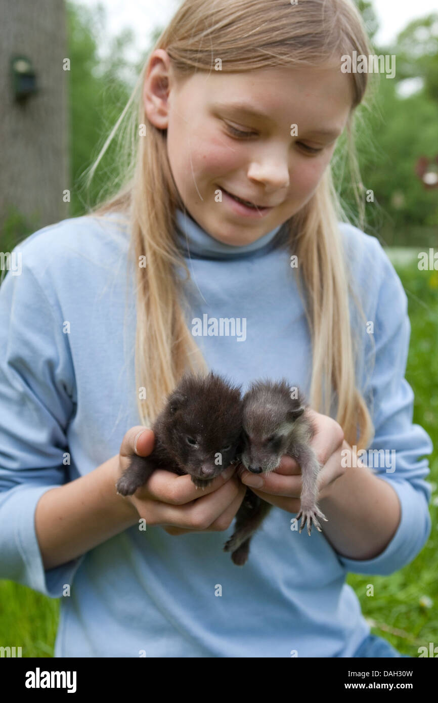 common raccoon (Procyon lotor), girl with orphelin whelp and a raccoon ...