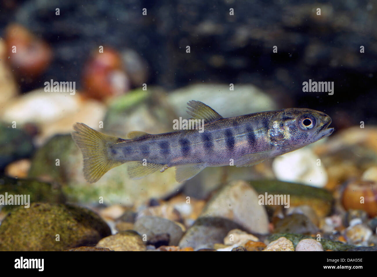 brown trout, river trout, brook trout (Salmo trutta fario), juvenile ... brown trout, river trout, brook trout (Salmo trutta fario), juvenile ...