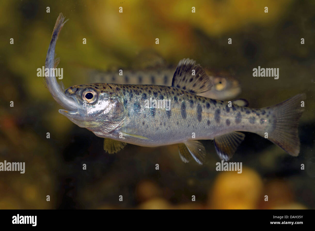 Rainbow trout hi-res stock photography and images - Alamy