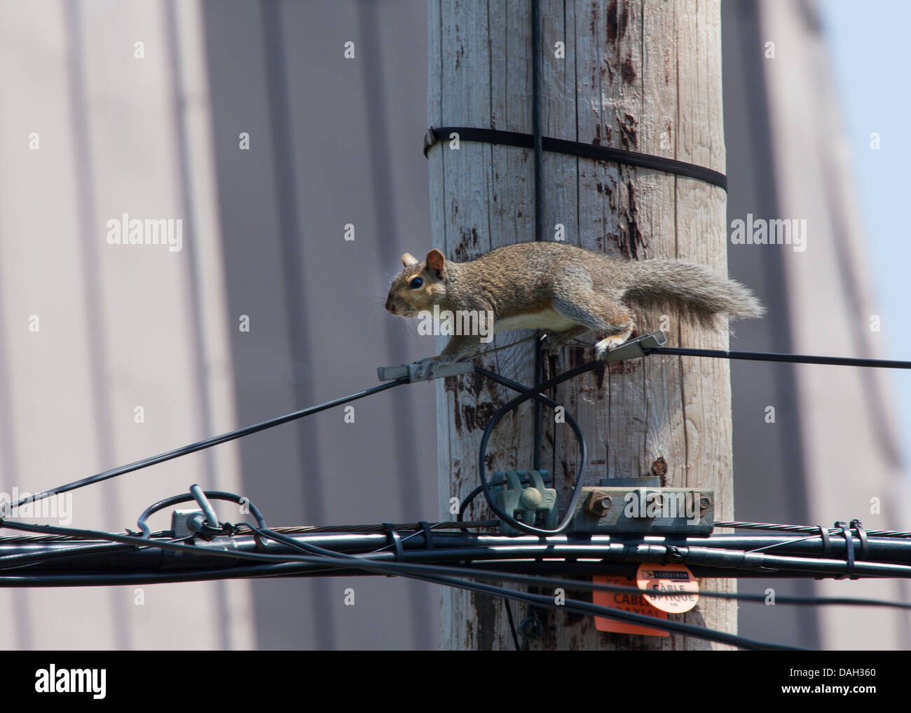 A squirrel treads along electrical cables in Montreal's man made ...