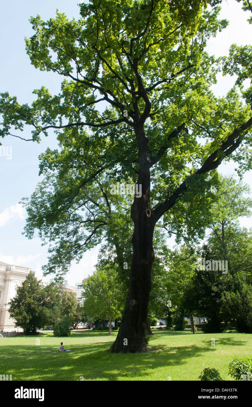 Large tree in the palais Liechtenstein grounds, Vienna, Austria Stock ...