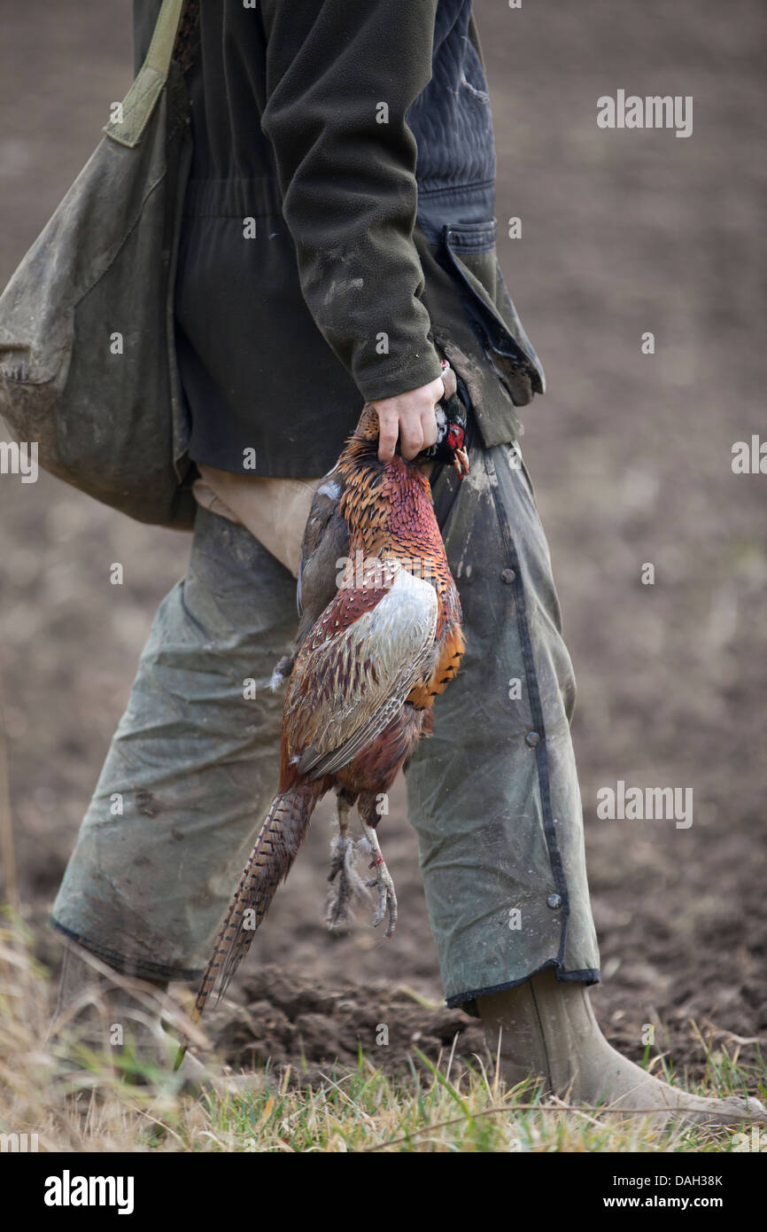 Pheasant beater hi-res stock photography and images - Alamy