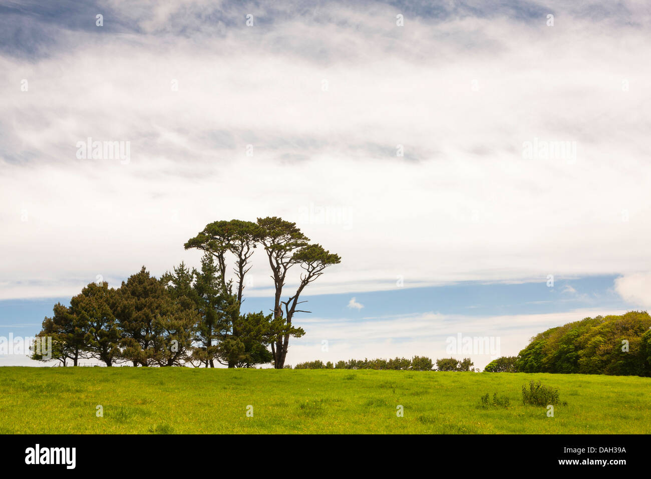 grove in Trengwainton Garden, United Kingdom, Cornwall, Penzance Stock ...