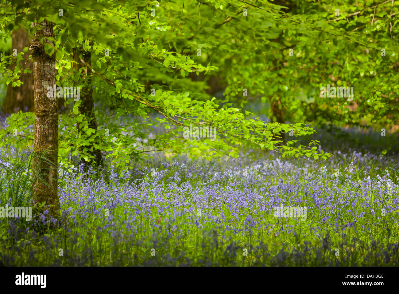 Atlantic bluebell (Hyacinthoides non-scripta, Endymion non-scriptus ...