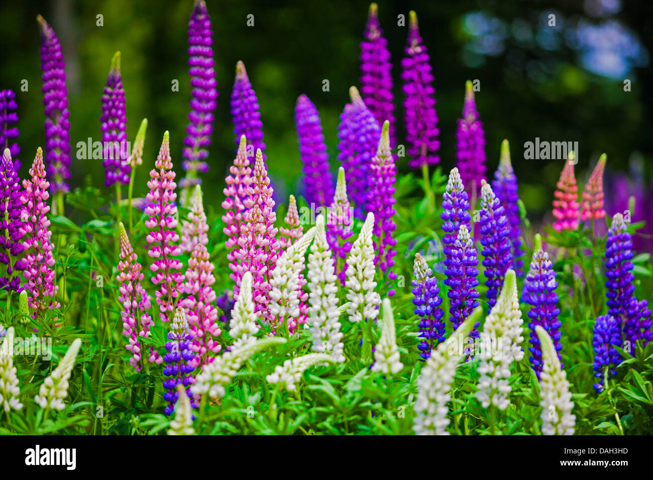 bigleaf lupine, many-leaved lupine, garden lupin (Lupinus polyphyllus ...