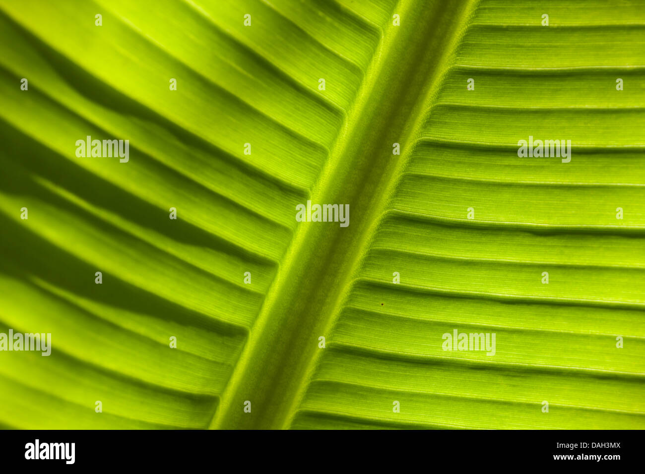 common banana (Musa paradisiaca var. sapientum), detail of a banana ...