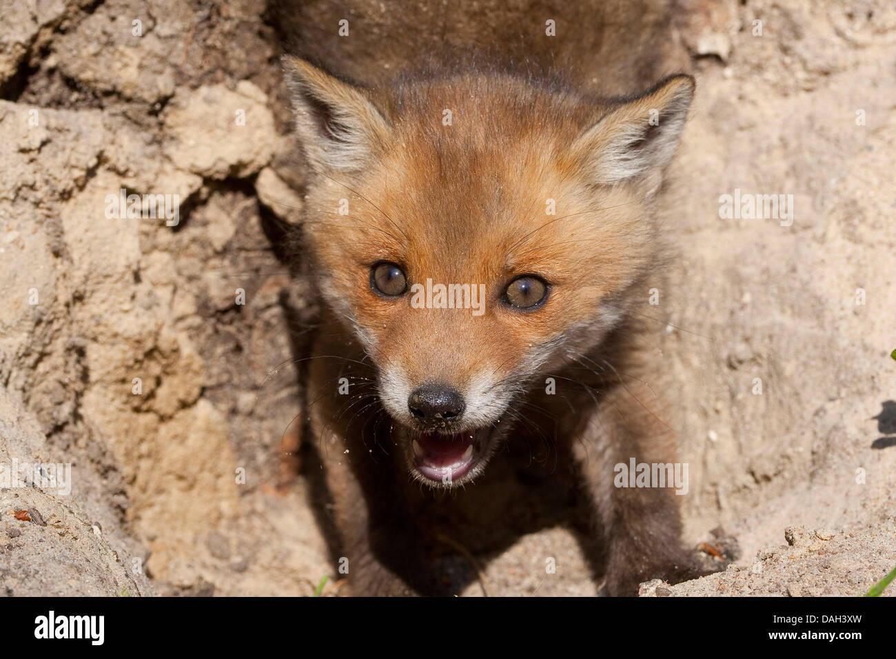 Fox looking up hi-res stock photography and images - Alamy