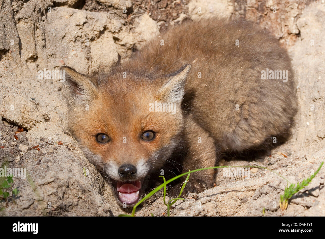 red fox (Vulpes vulpes), whelp on soil ground, Germany Stock Photo - Alamy