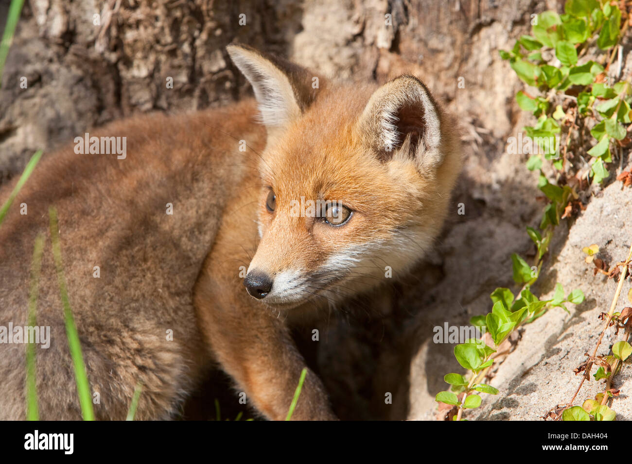 red fox (Vulpes vulpes), whelp on sandy soil ground, Germany Stock ...