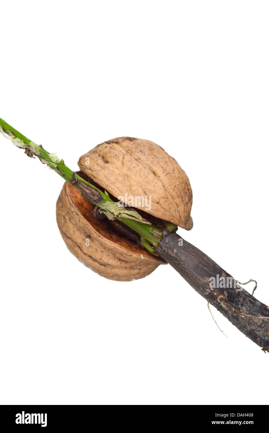 Sprouting hi-res stock photography and images - Alamy