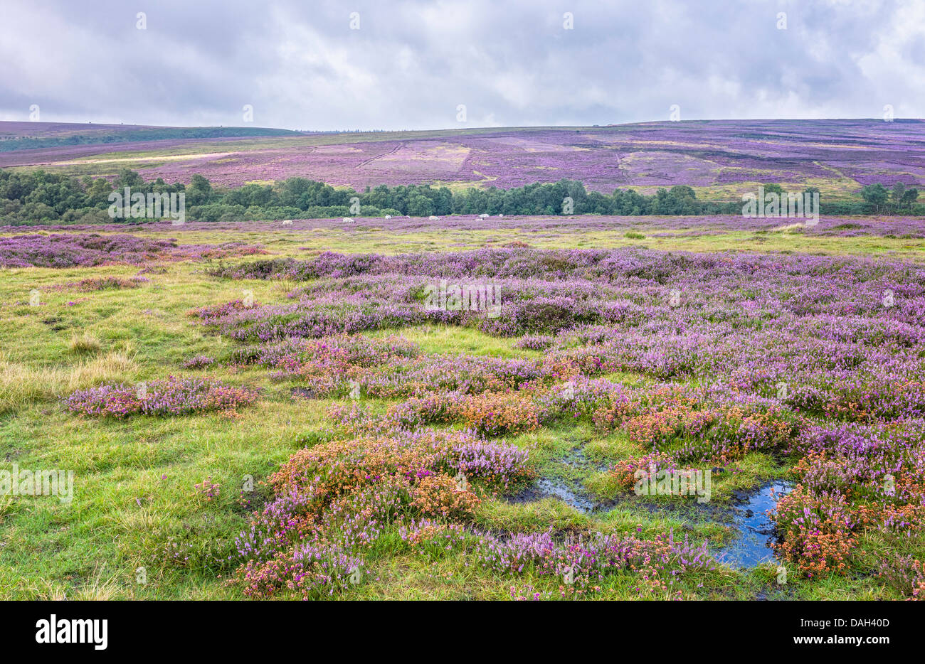 Heather in full bloom in rolling landscape of the North York Moors ...