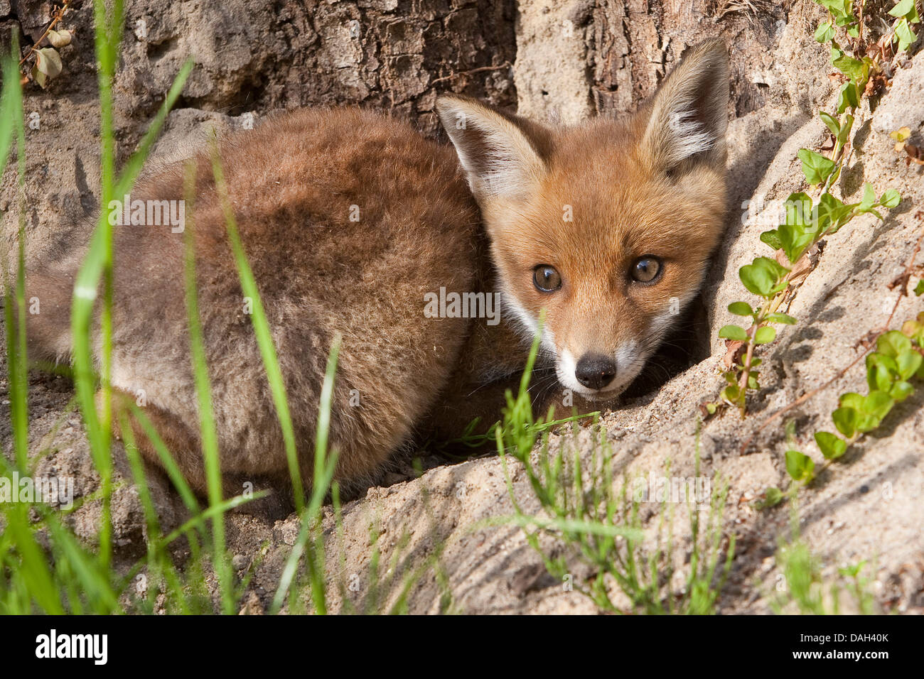 red fox (Vulpes vulpes), whelp on sandy soil ground, Germany Stock ...