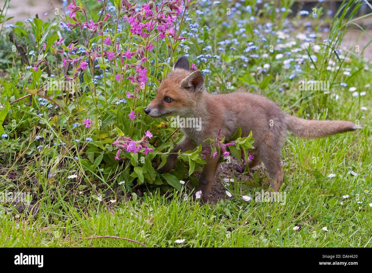 red fox (Vulpes vulpes), orphaned juvenile being upbrought by hand is ...