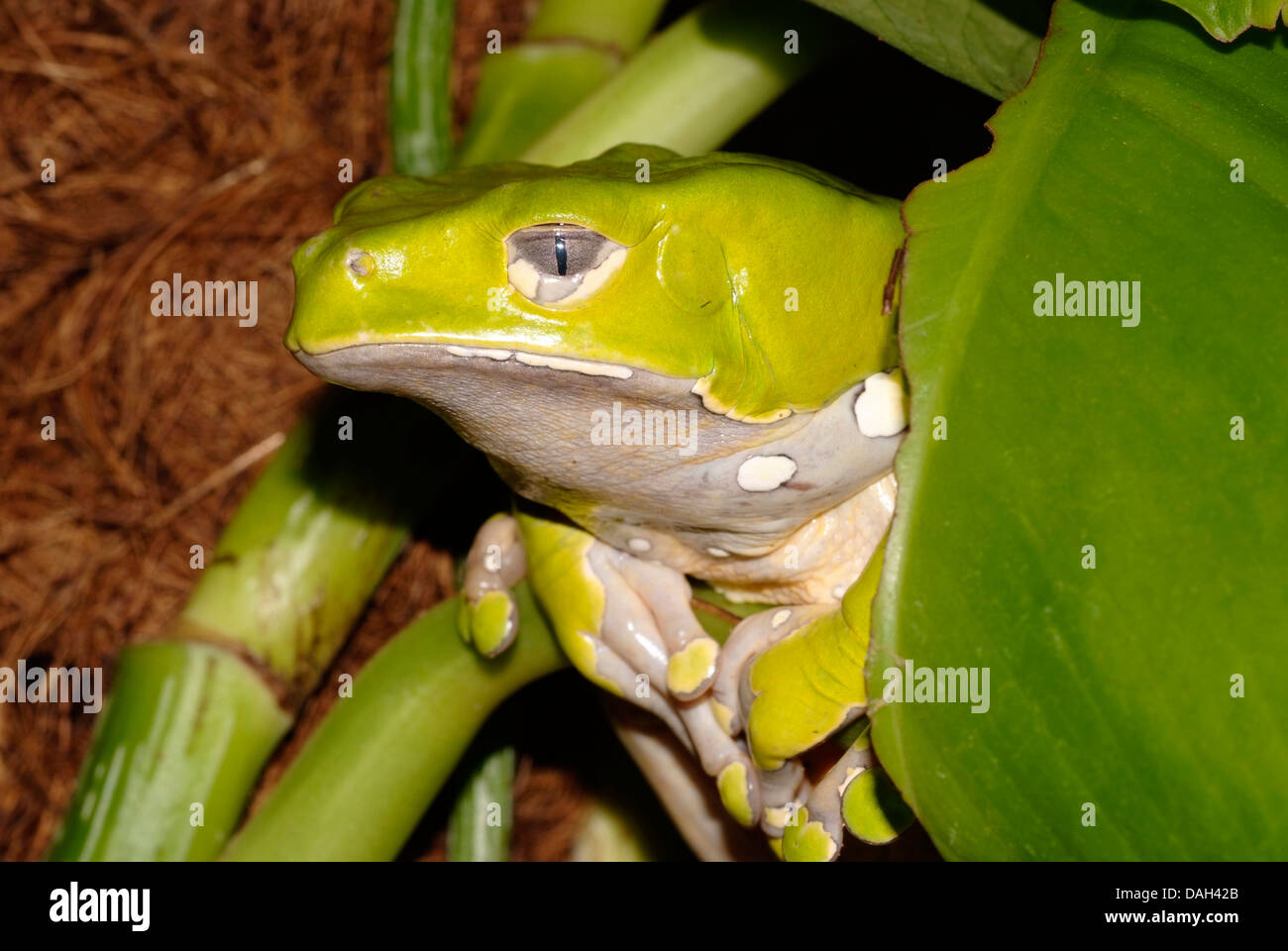 Giant monkey frog (Phyllomedusa bicolor), on a plant Stock Photo - Alamy