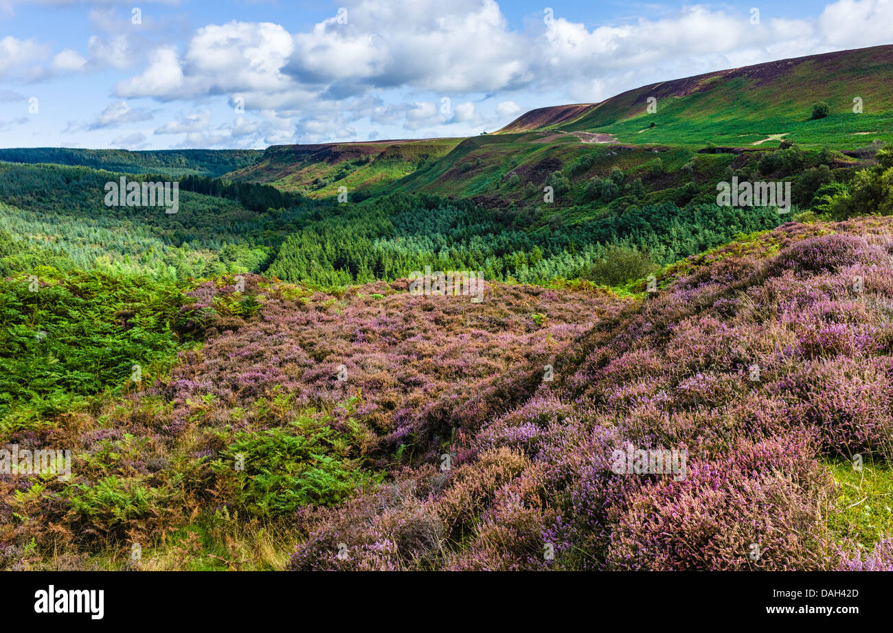 The North York Moors National Park with heather in bloom and the rugged ...