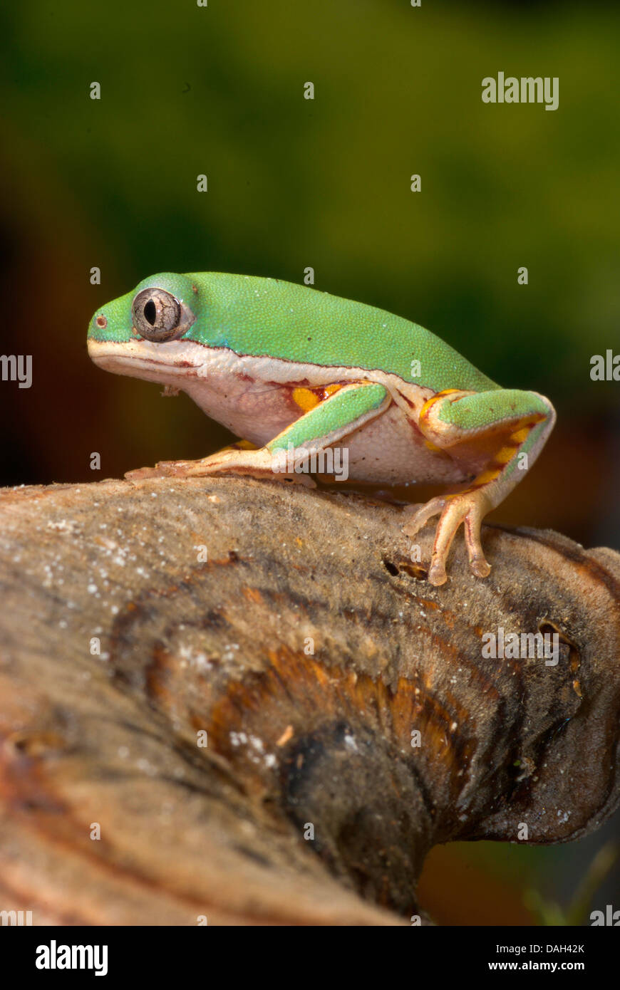 Orange-legged leaf frog (Phyllomedusa hypochondrialis), on a branch ...