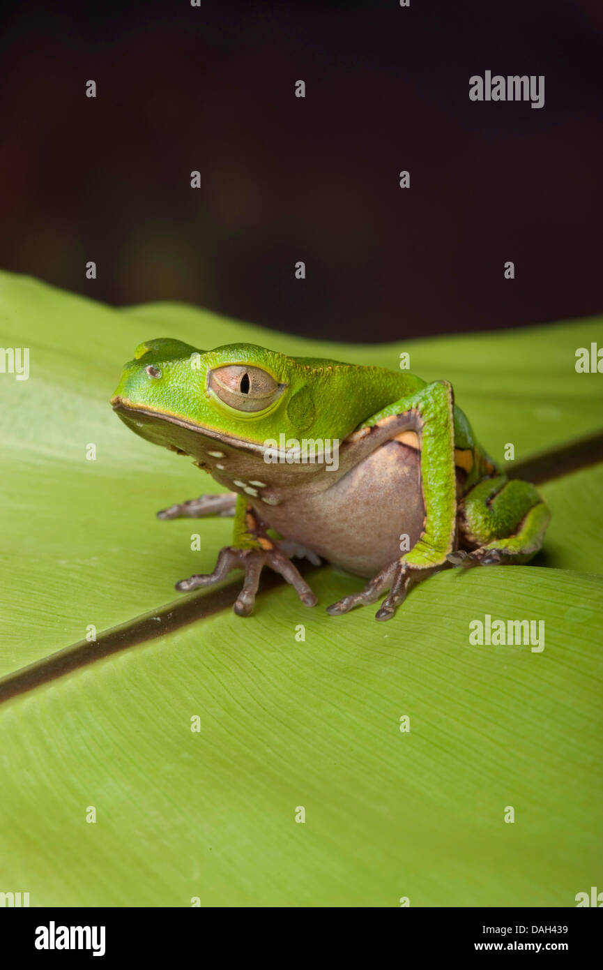White-lined leaf frog (Phyllomedusa vaillantii), on a leaf Stock Photo ...