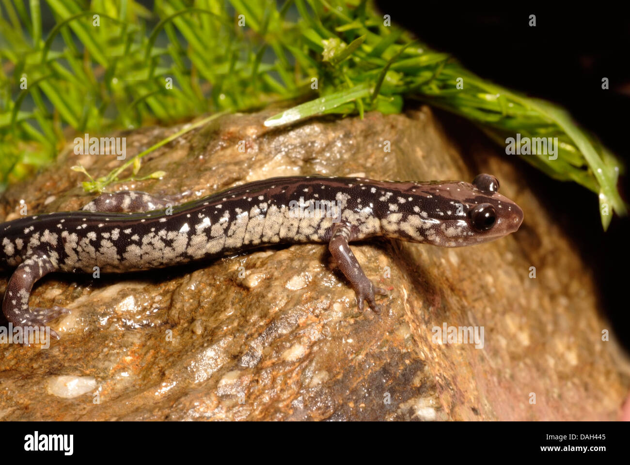 Plethodon salamanders hi-res stock photography and images - Alamy
