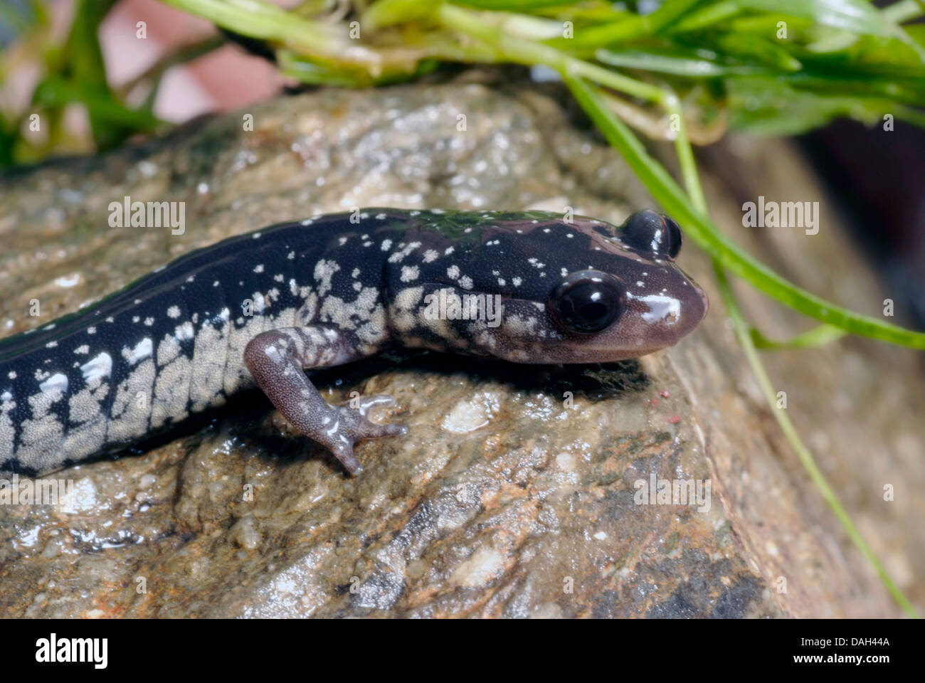 slimy salamander, northern slimy salamander (Plethodon glutinosus ...