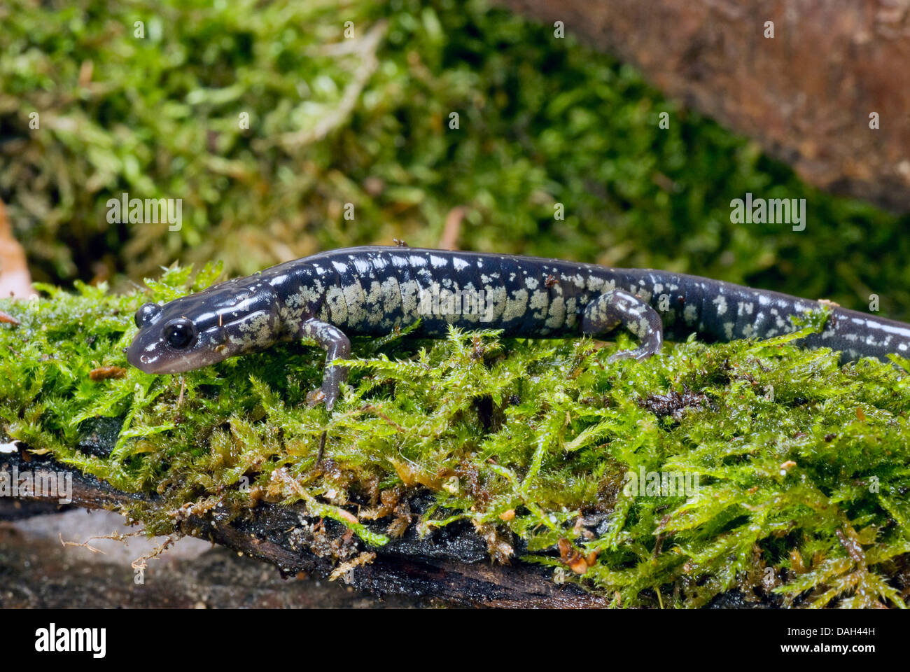 Plethodon salamanders hi-res stock photography and images - Alamy