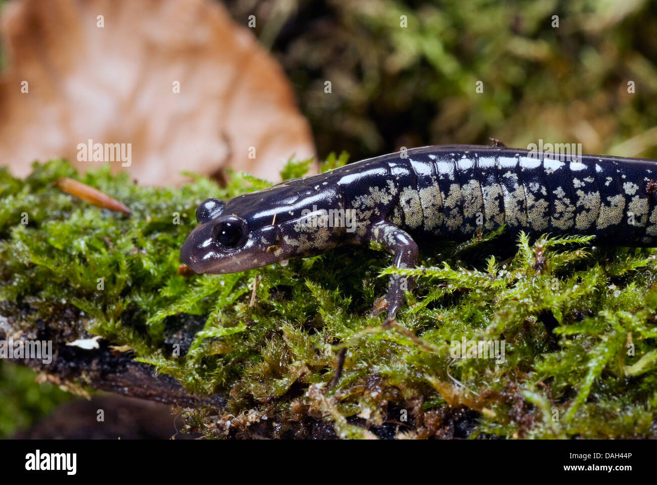 slimy salamander, northern slimy salamander (Plethodon glutinosus ...