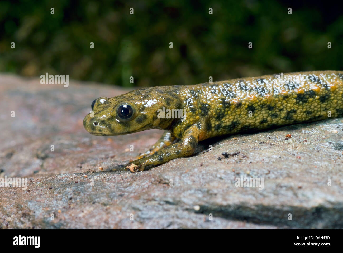 sharp-ribbed salamander, sharp-ribbed newt, Spanish ribbed newt ...