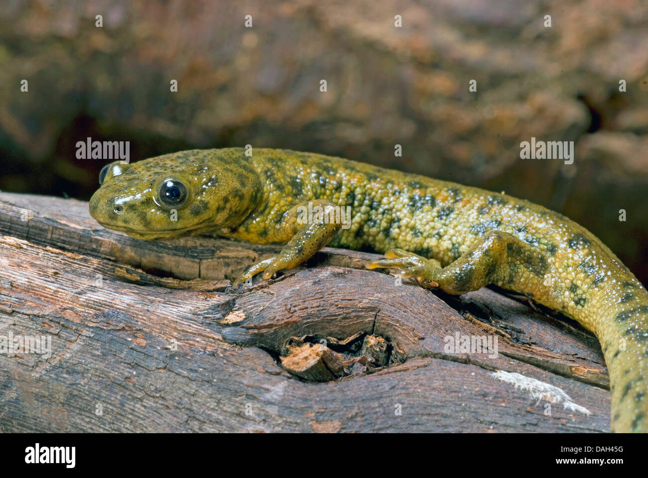 sharp-ribbed salamander, sharp-ribbed newt, Spanish ribbed newt ...