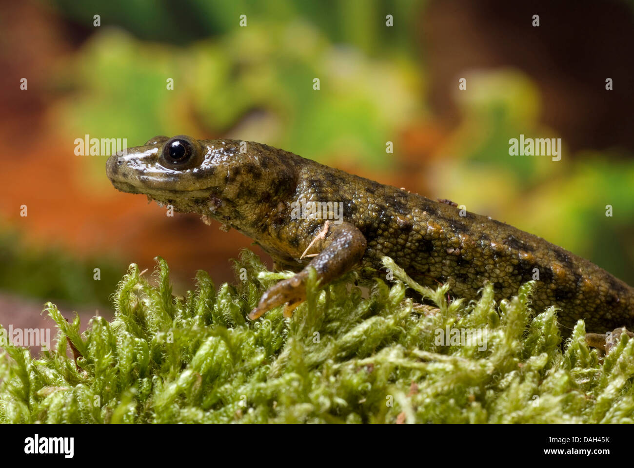 Iberian ribbed newt hi-res stock photography and images - Alamy