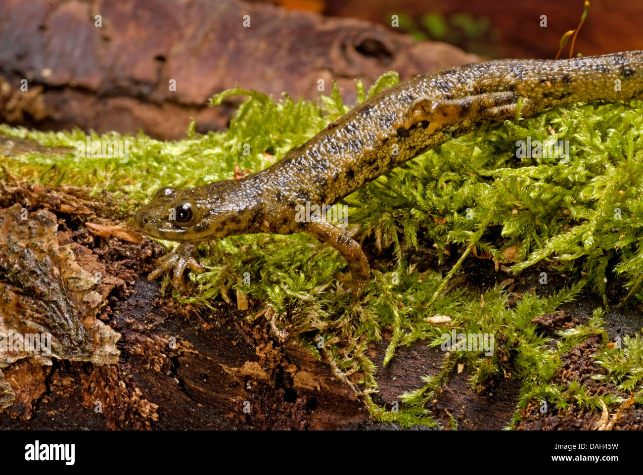 Iberian ribbed newt hi-res stock photography and images - Alamy