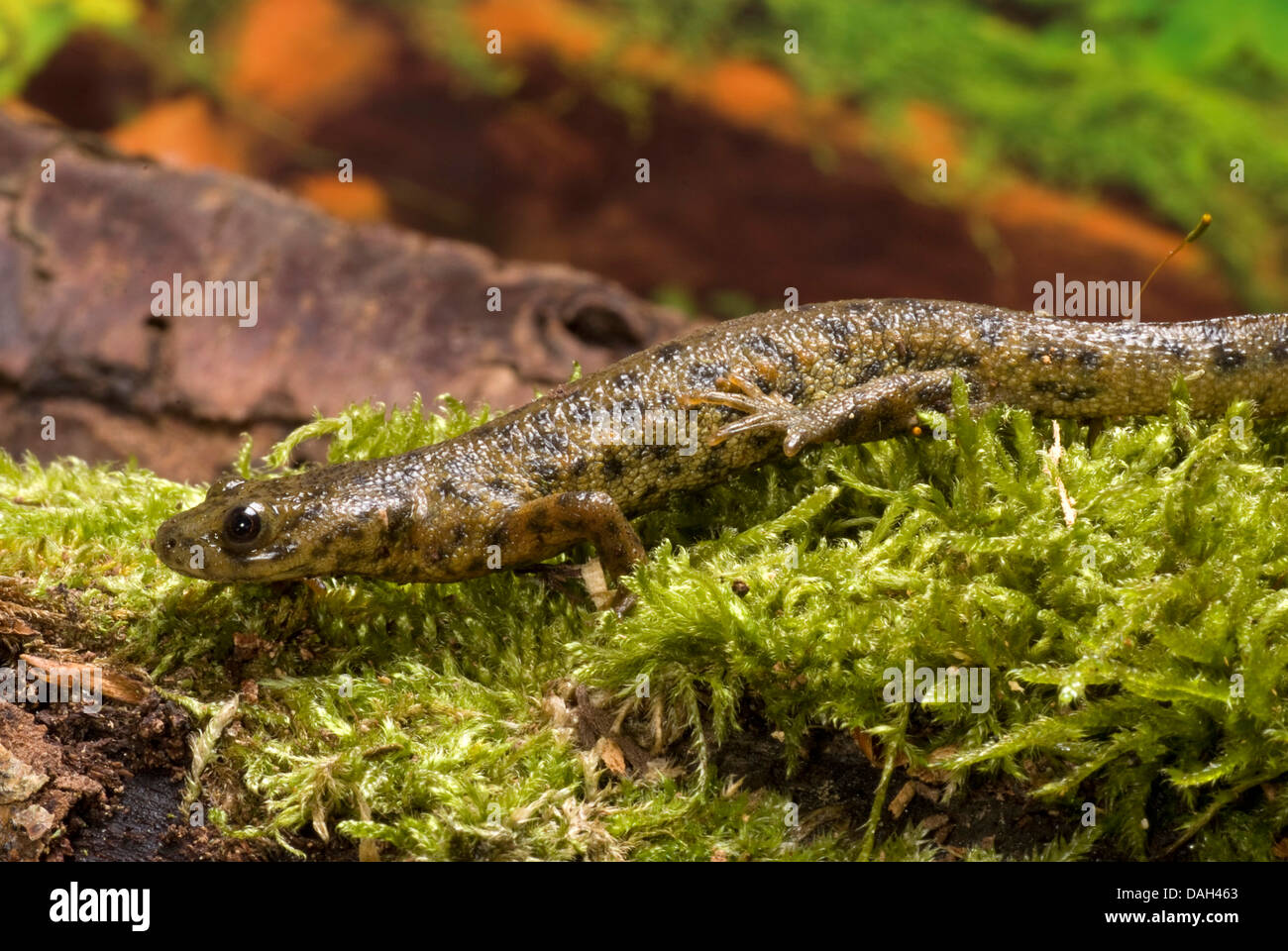 Iberian ribbed newt hi-res stock photography and images - Alamy