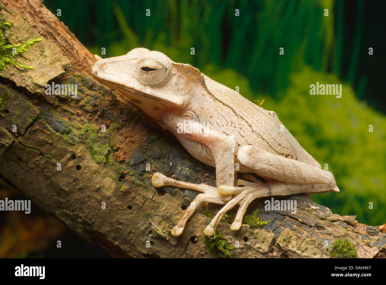 File-Eared Tree Frog, Borneo eared frog, Bony-headed flying frog ...