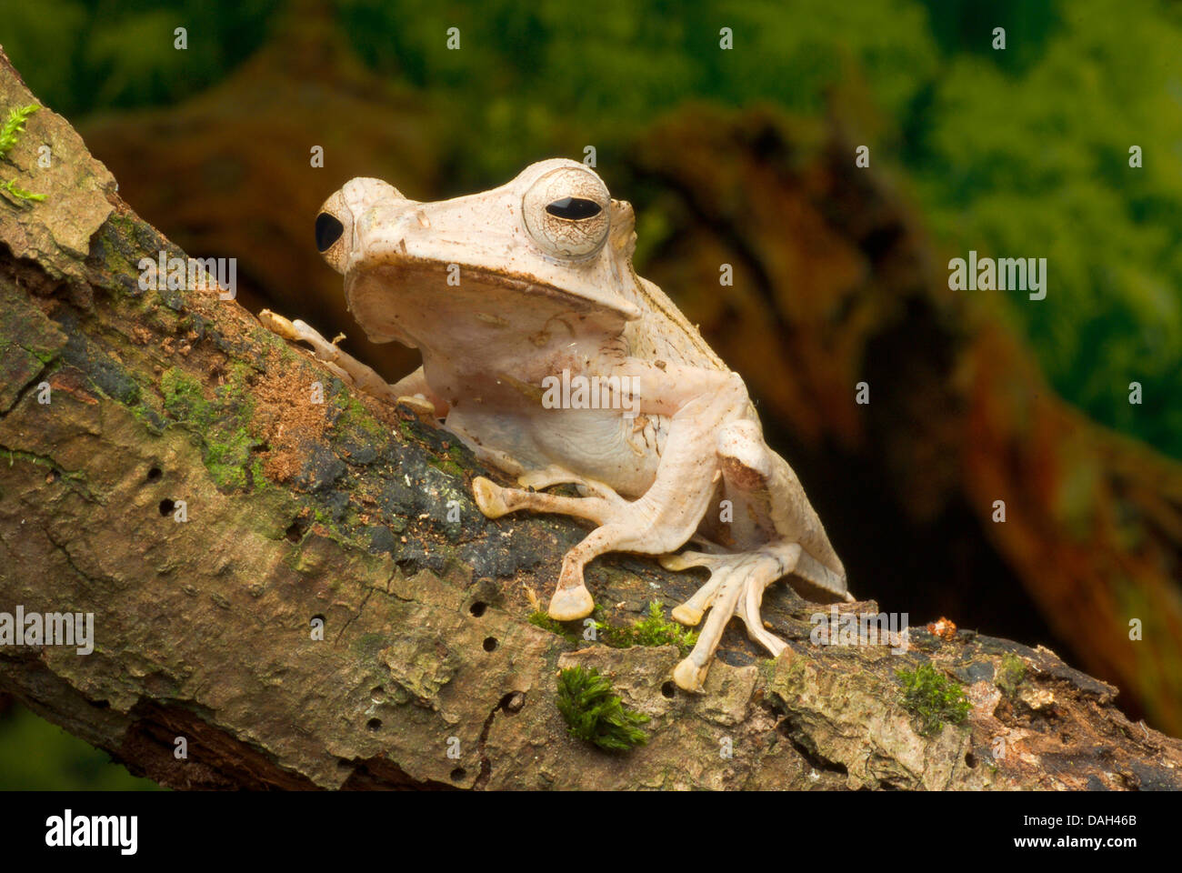 File-Eared Tree Frog, Borneo eared frog, Bony-headed flying frog ...