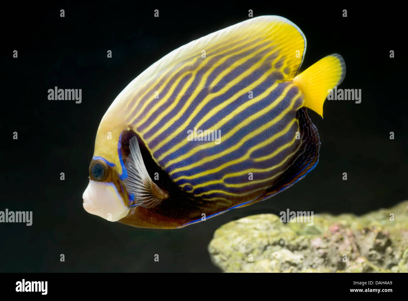 Emperor angelfish, Imperial angelfish (Pomacanthus imperator), swimming ...
