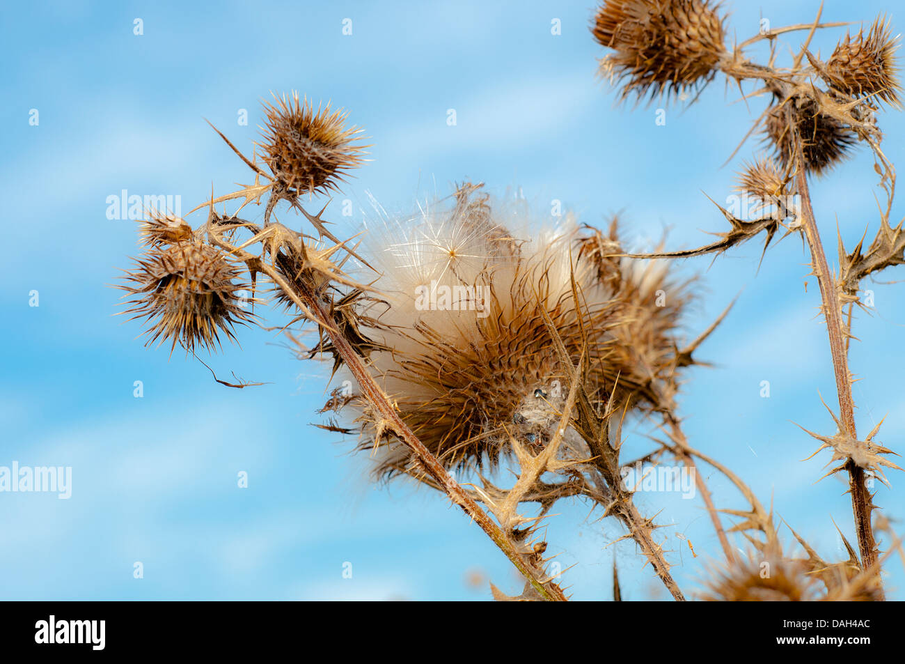 Image carduus plant hi-res stock photography and images - Alamy