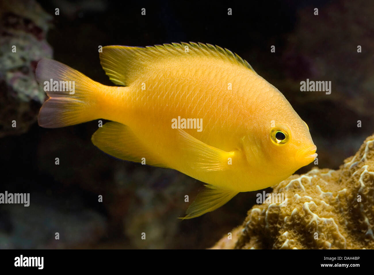 Lemon damsel (Pomacentrus moluccensis), swimming Stock Photo - Alamy