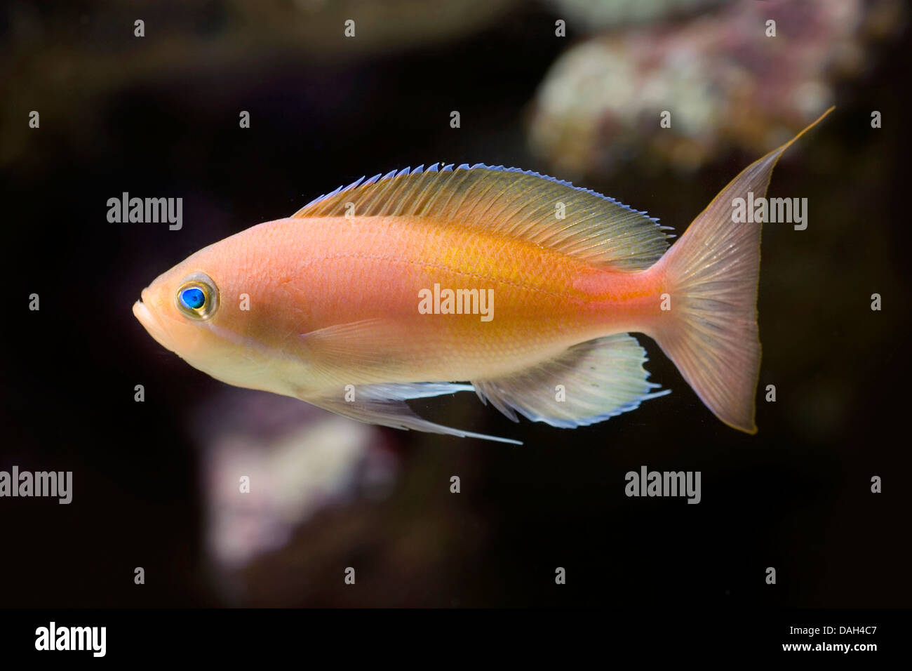 Truncate anthias (Pseudanthias truncatus), swimming Stock Photo - Alamy