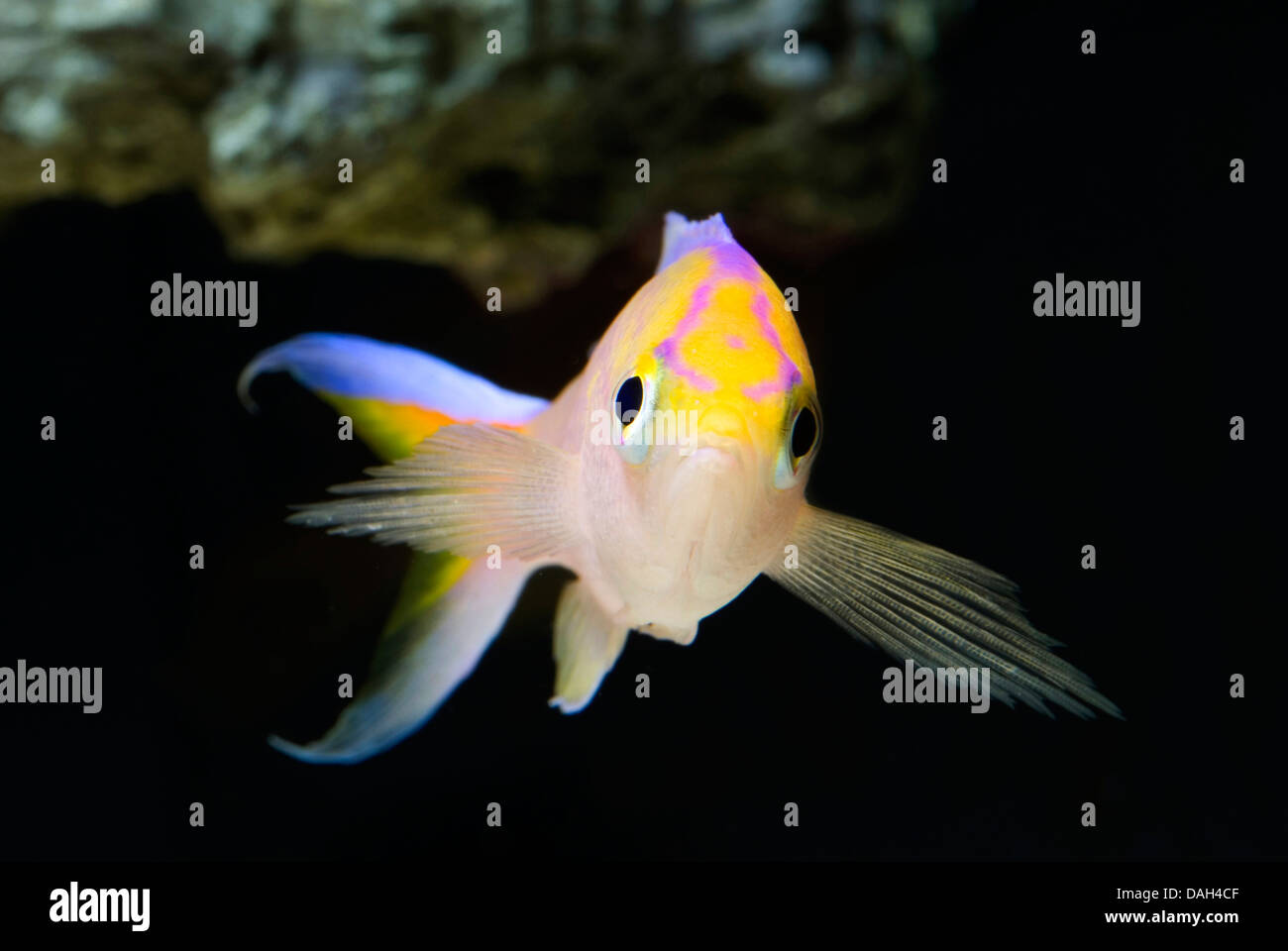 Parvirostris hi-res stock photography and images - Alamy