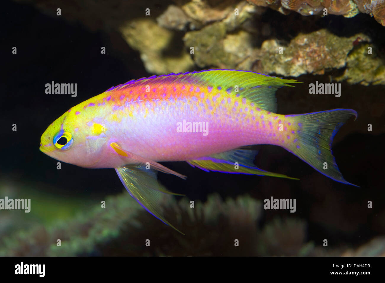 Hawaiian fairy basslet (Pseudanthias ventralis hawaiiensis), swimming ...
