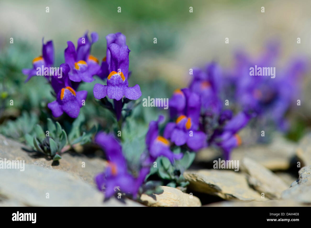 alpine toadflax (Linaria alpina), blooming, Switzerland, Schynige ...