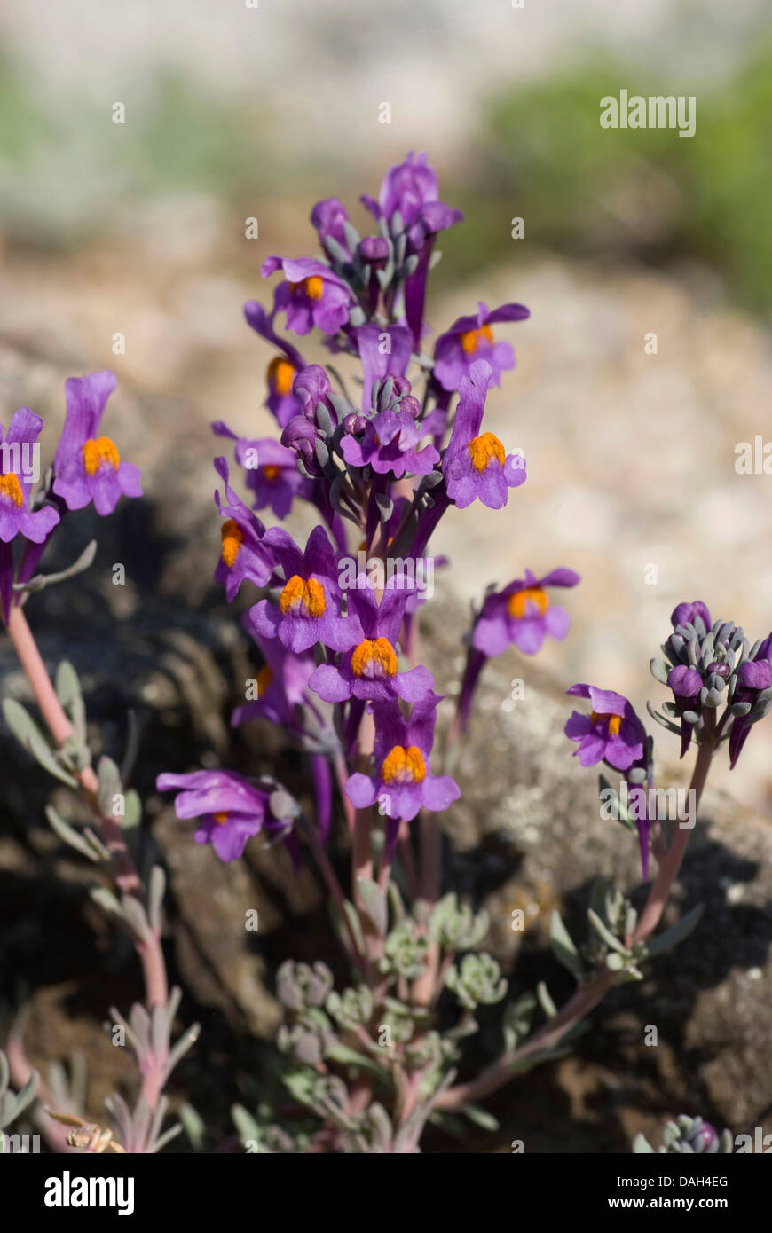 alpine toadflax (Linaria alpina), blooming, Switzerland Stock Photo - Alamy