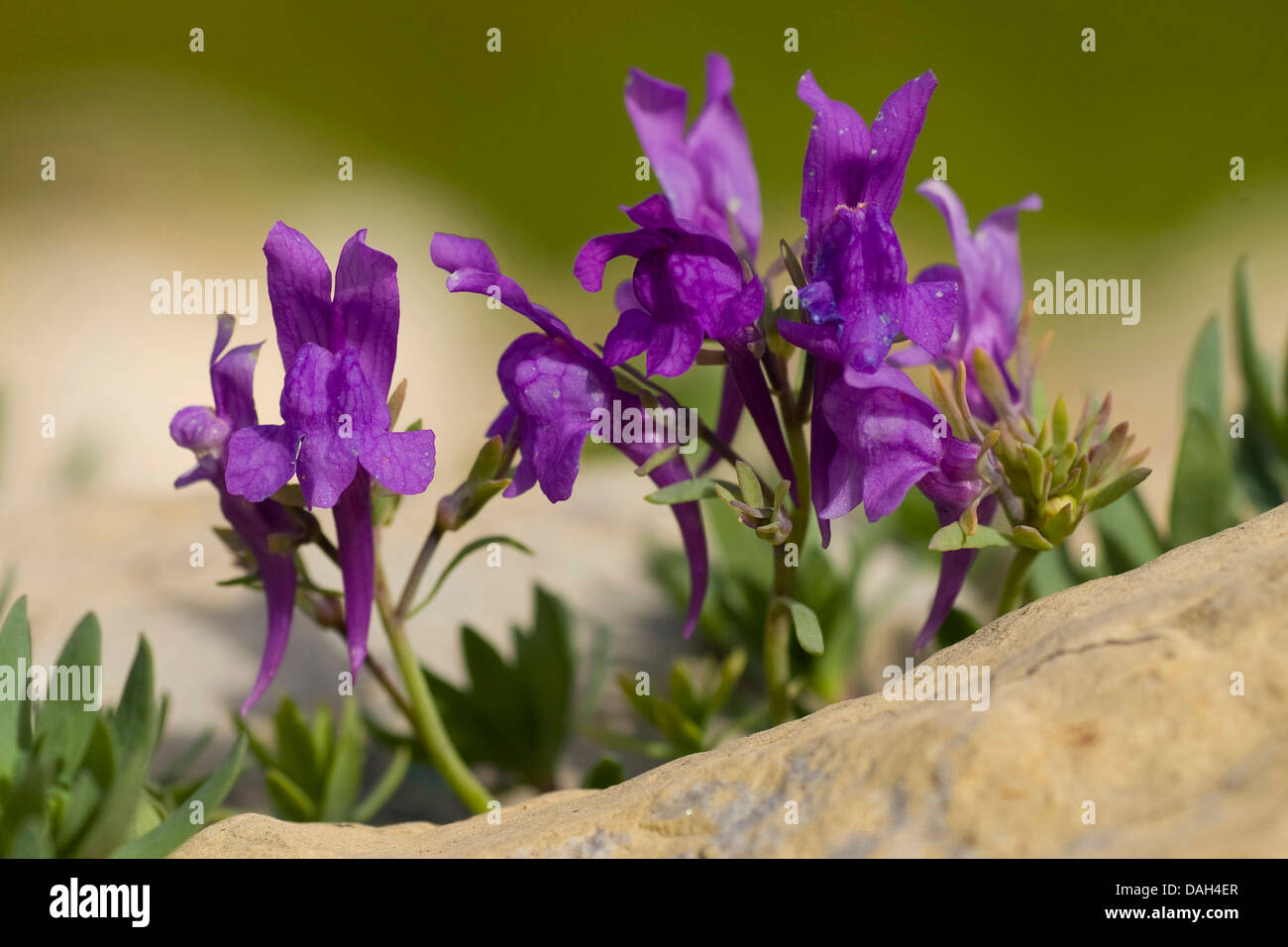 alpine toadflax (Linaria alpina), blooming, Germany Stock Photo - Alamy