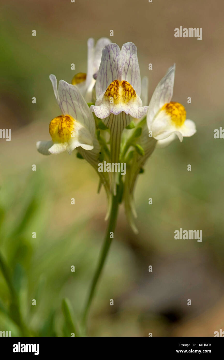 alpine toadflax (Linaria alpina), with white flowers, Switzerland ...