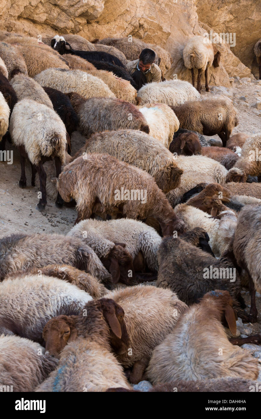shepard milking sheep, Kalat-e Naderi, Khorasan, Iran Stock Photo - Alamy