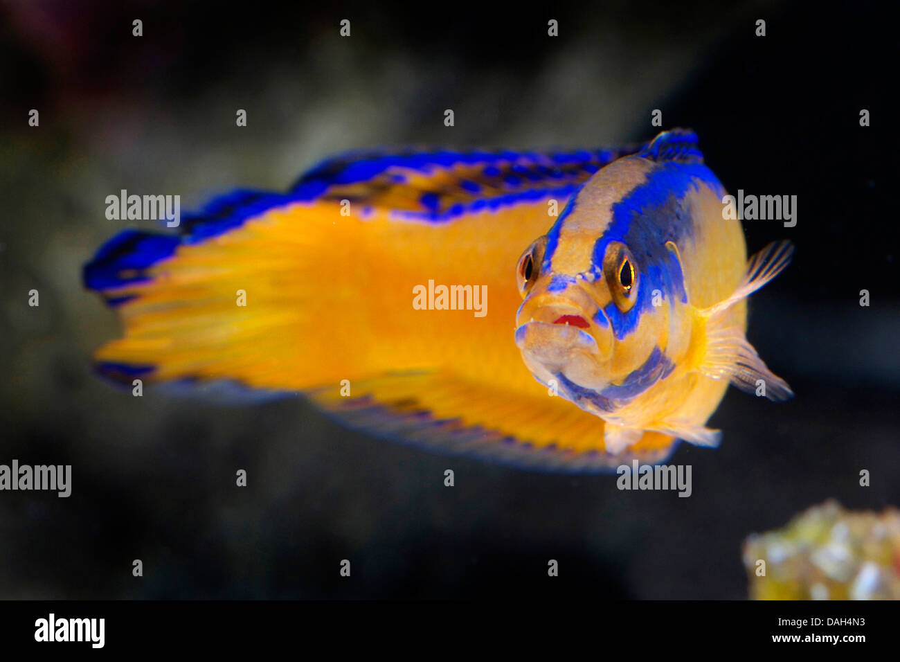 Amanecer Dottyback