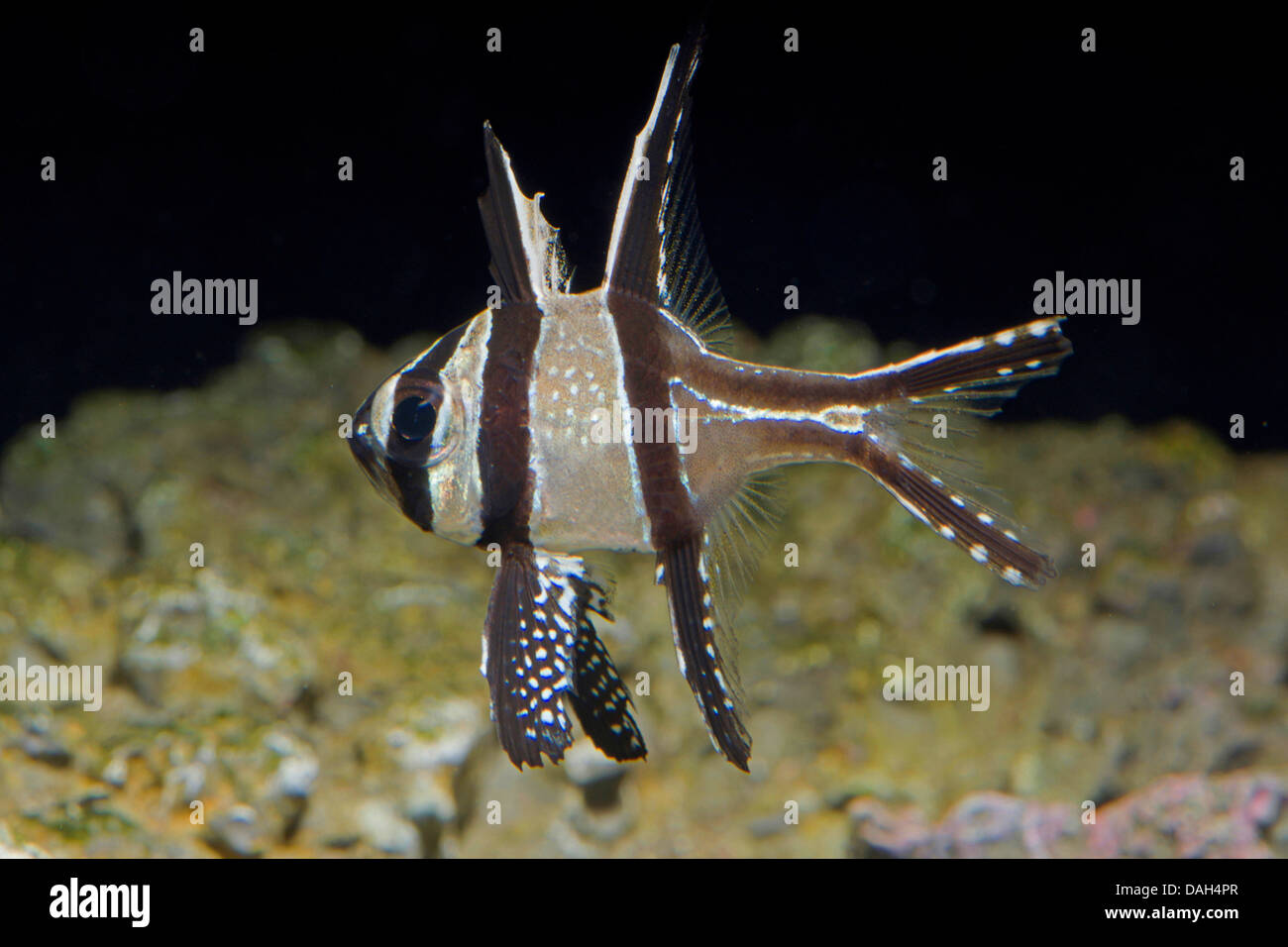 Banggai cardinal fish (Pterapogon kauderni), swimming Stock Photo - Alamy